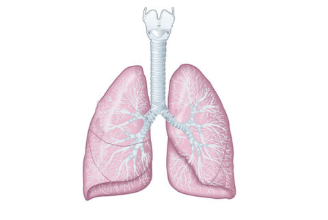 Anatomie : les organes du thorax Saint-Étienne - Centre de Chirurgie ...
